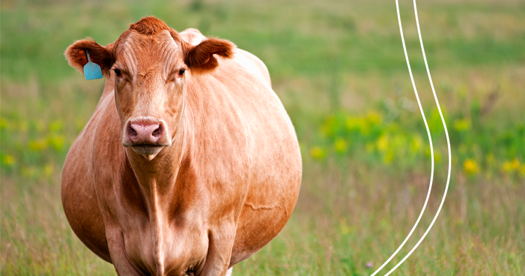 Dicas e cuidados com vacas gestantes - Cooperoeste